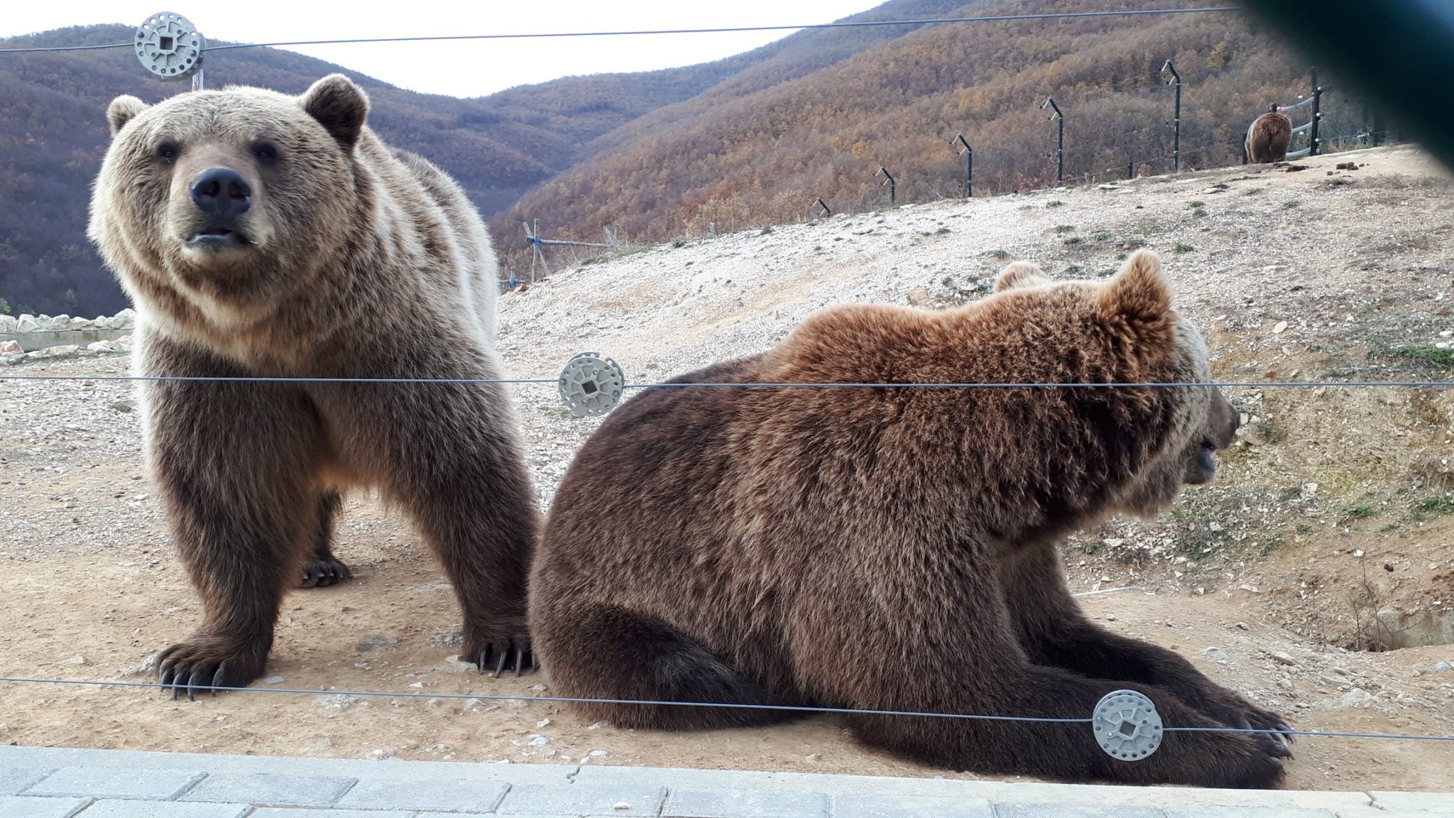 Visiting the Pristina Bear Sanctuary • Wanderlust with Kids