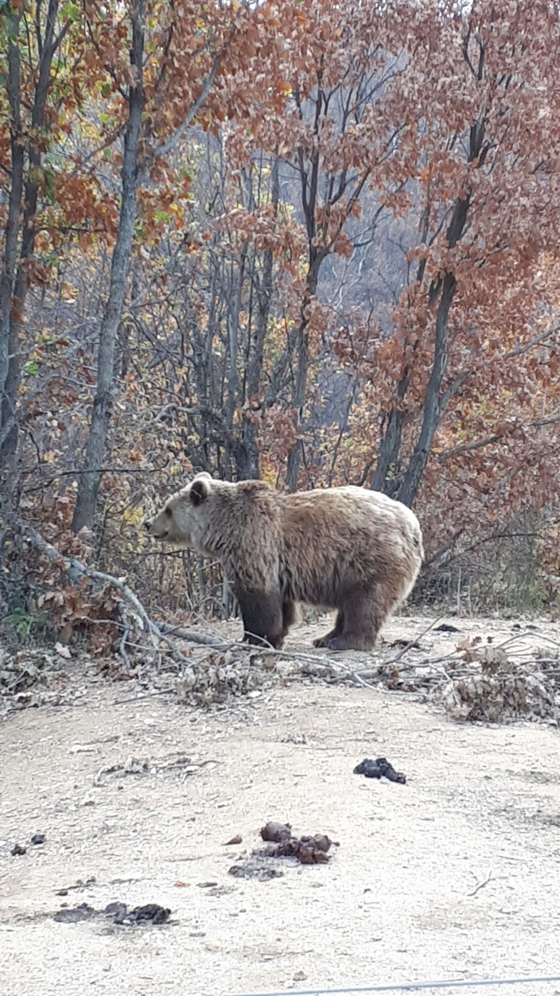 Visiting the Pristina Bear Sanctuary • Wanderlust with Kids