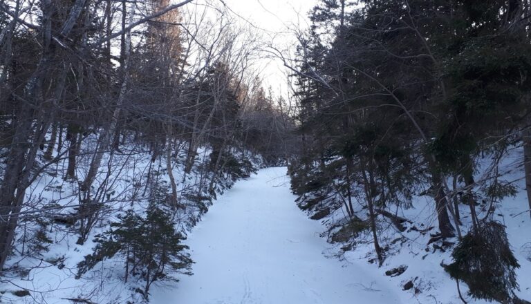 21 Fun Things to Do in Halifax in the Winter (2024) • Wanderlust with Kids